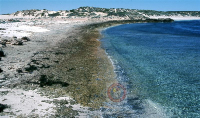Cactus - Beach in Penong Unincorporated SA SA - SLS Beachsafe