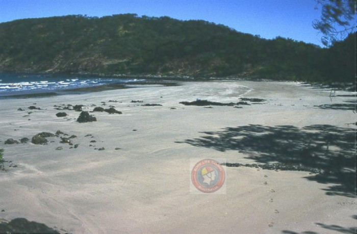 Archer Point (north 2) - Beach in Cooktown Cook QLD - SLS Beachsafe