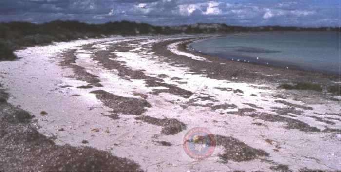 Decres Bay - Beach in Laura Bay Ceduna SA - SLS Beachsafe